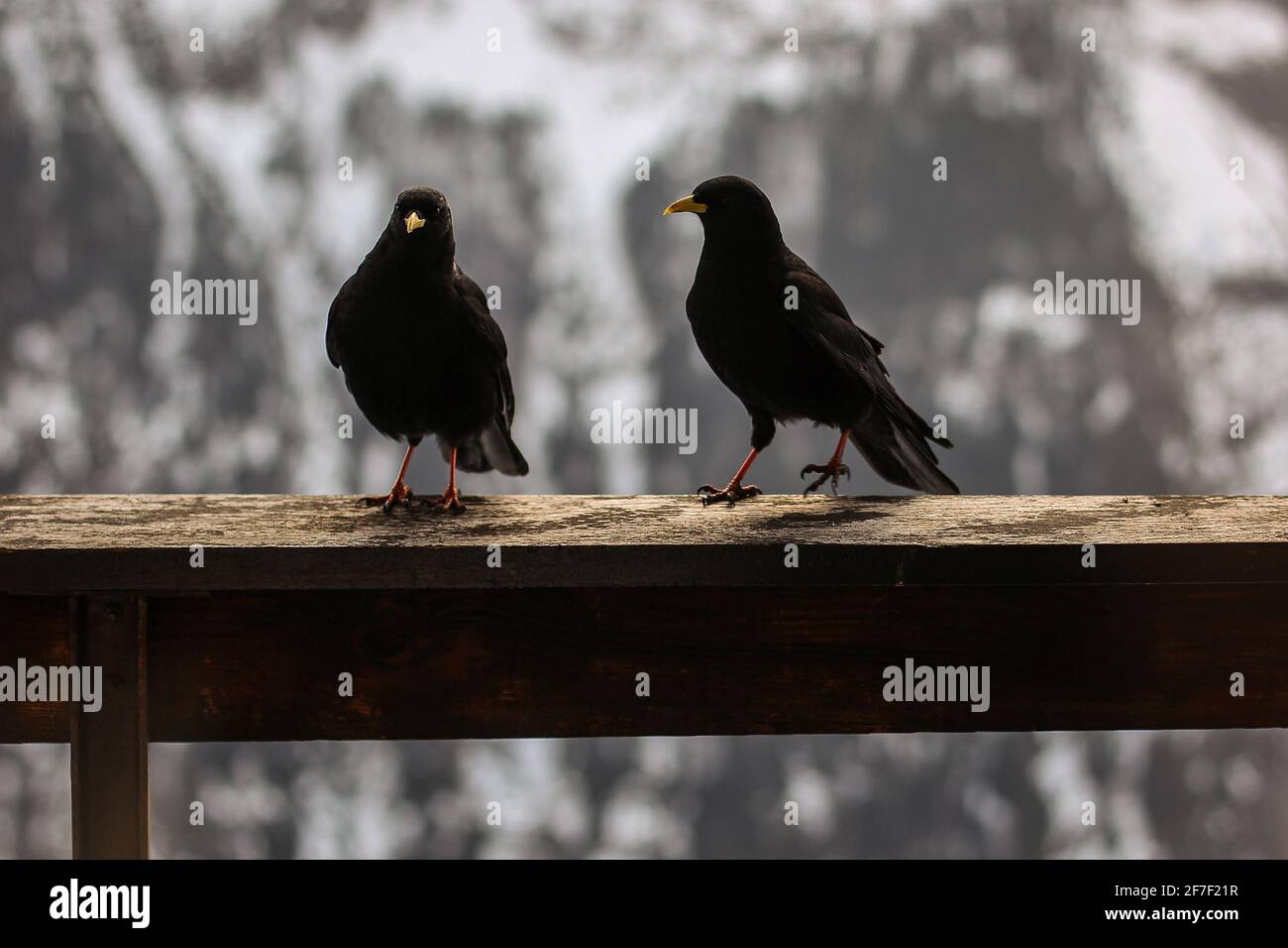 Two black crows on a wall or fence at a balcony over a white snowy ...