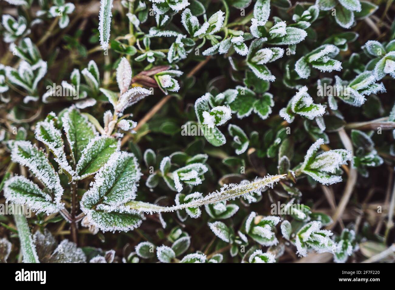Abstract green leaves covered with hoarfrost background. Nature ...