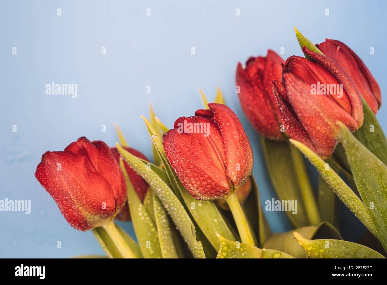 Red tulips on blue background. Flower background Stock Photo - Alamy