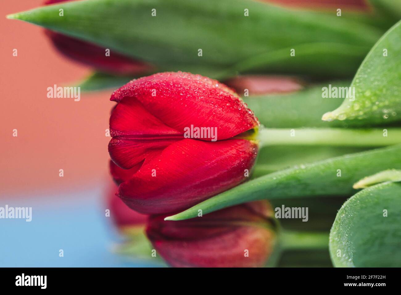 Red tulips on blue background. Flower background Stock Photo - Alamy