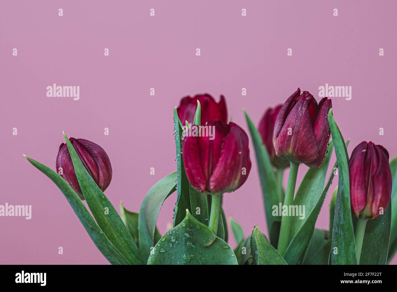 Red tulips on pink background. Flower background Stock Photo - Alamy