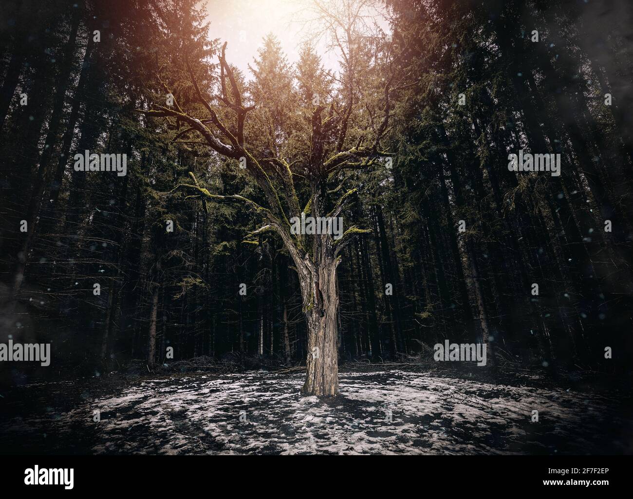 Old dry tree in hi-res stock photography and images - Alamy