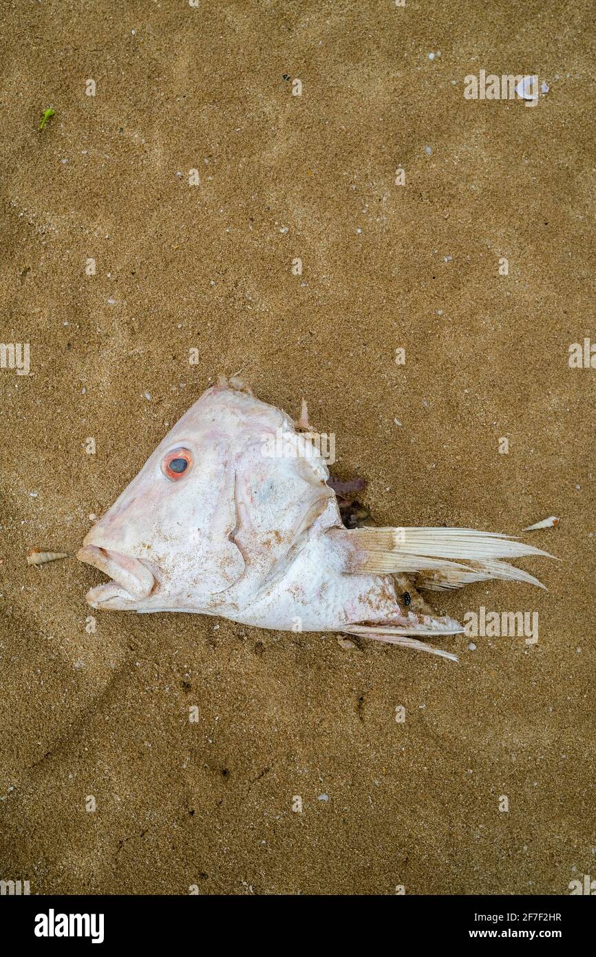 Fish head on the beach Stock Photo - Alamy
