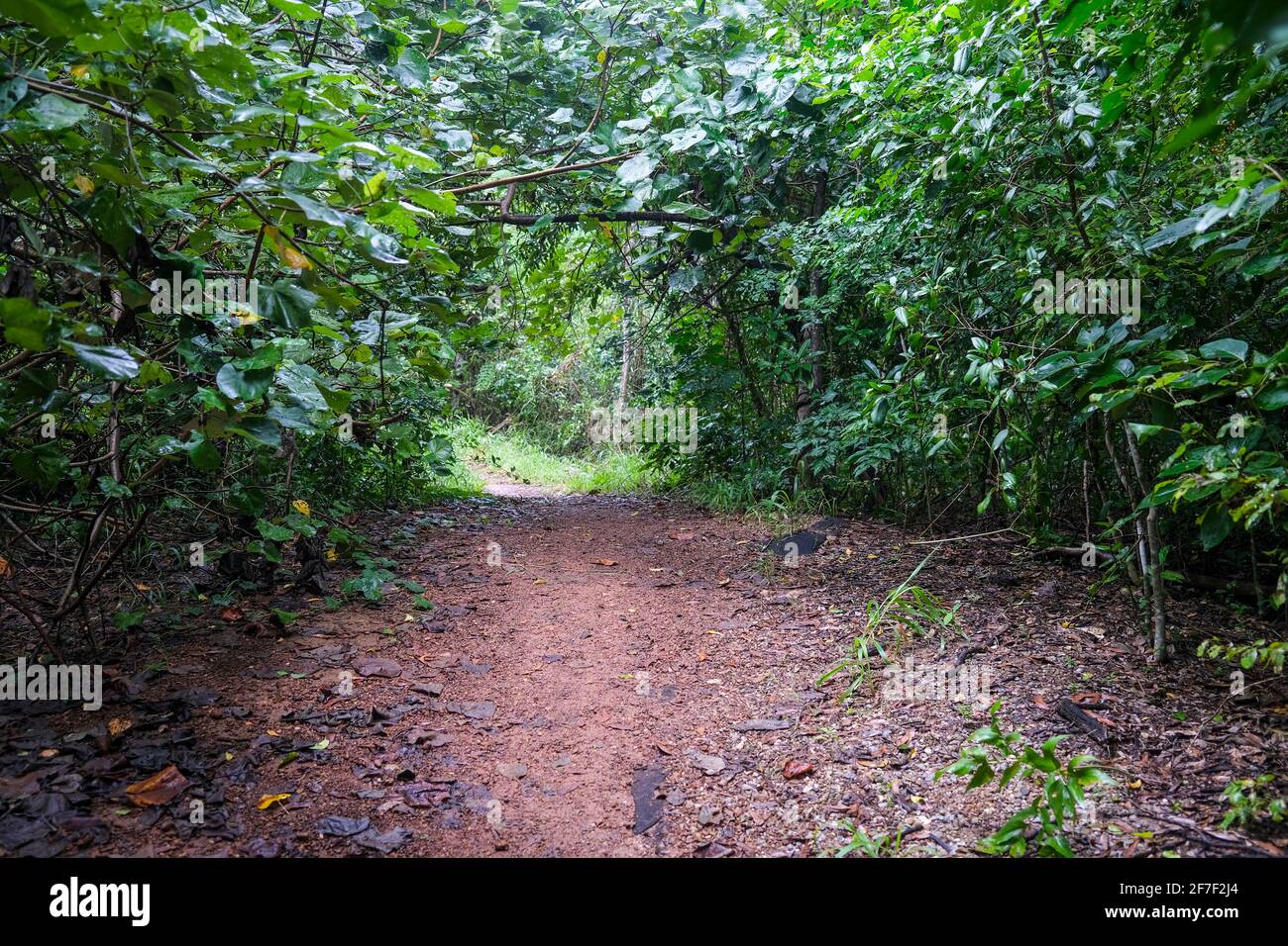 Rainy pathway hi-res stock photography and images - Alamy
