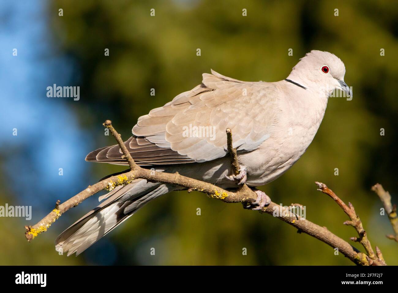 Spring bird coo hi-res stock photography and images - Alamy