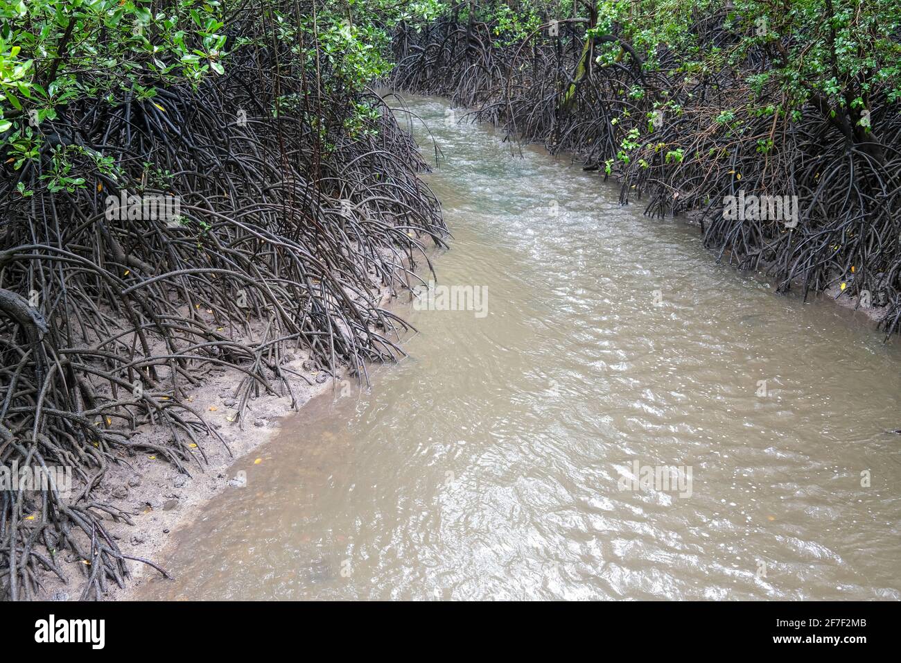 Creek flowing through Rhizophora mangrove roots, in the Northern ...