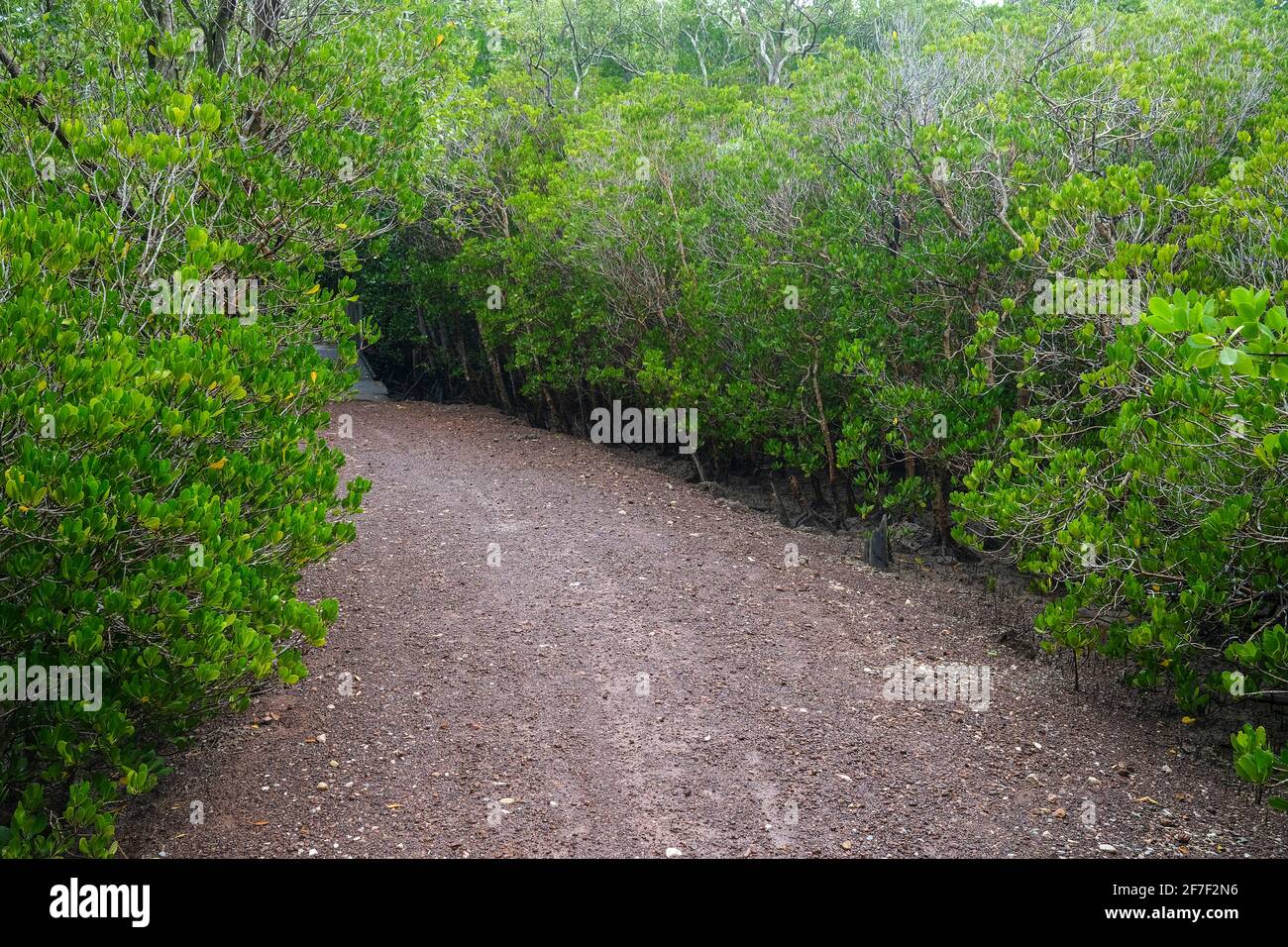 Path in the mangrove forest on the outskirt of Darwin in the Northern ...