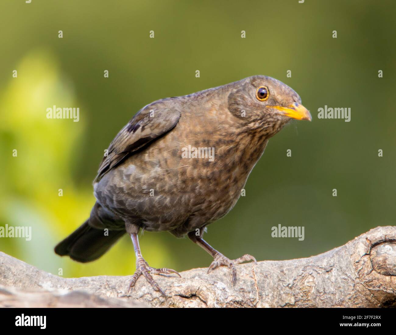 Blackbird, Turdus merula, perched on a branch n the sunshine in a ...
