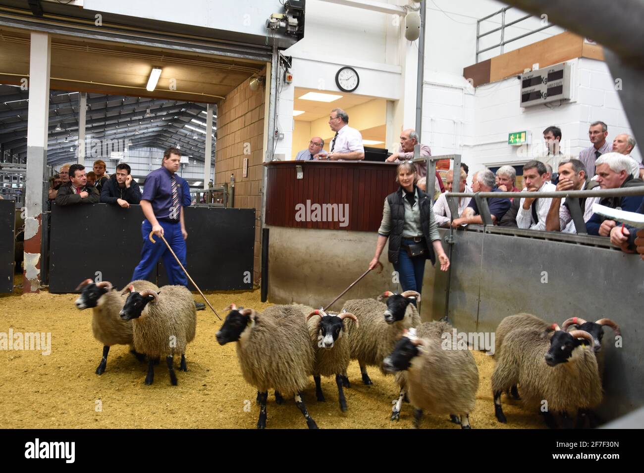 Selling sheep Lanark Market, Scotland Stock Photo - Alamy