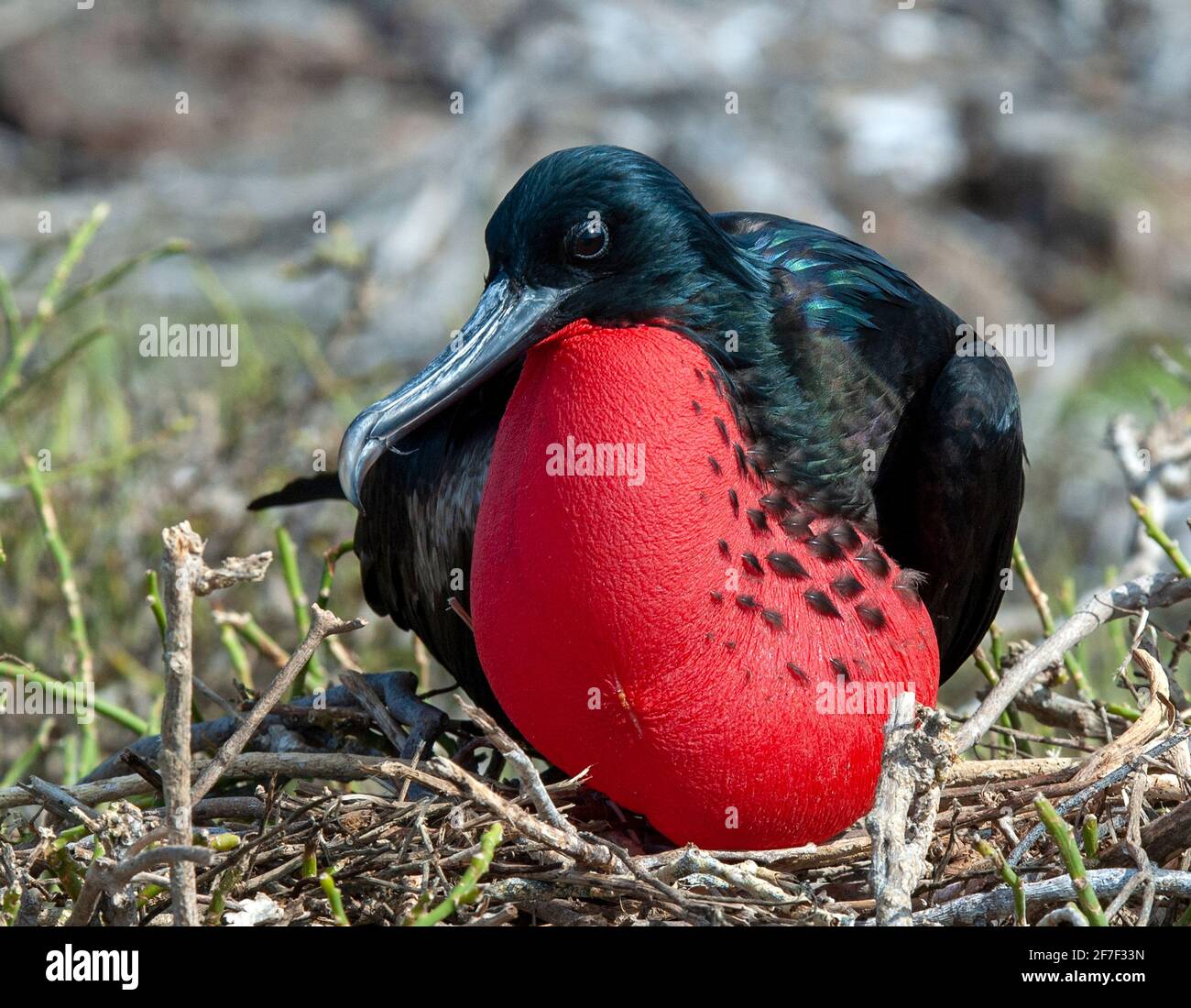Great Frigatebird (Fregata minor) male displaying Stock Photo - Alamy