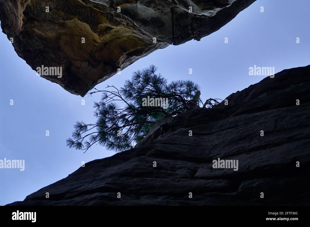 An view of sky and pine tree from inside the canyon. Touristic, rock ...