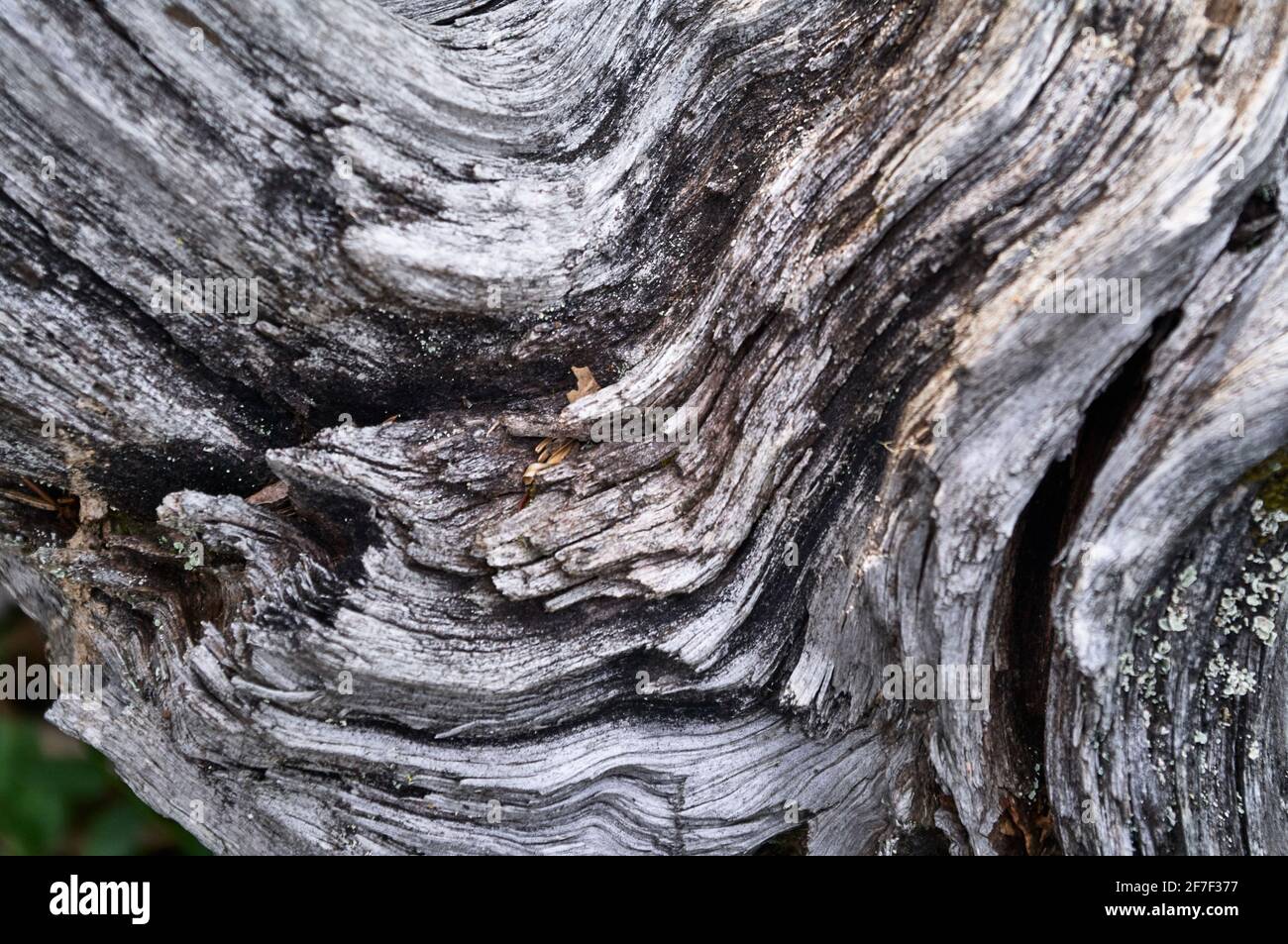 Old rotten tree stump with cracks. Background texture: rotting wood of ...