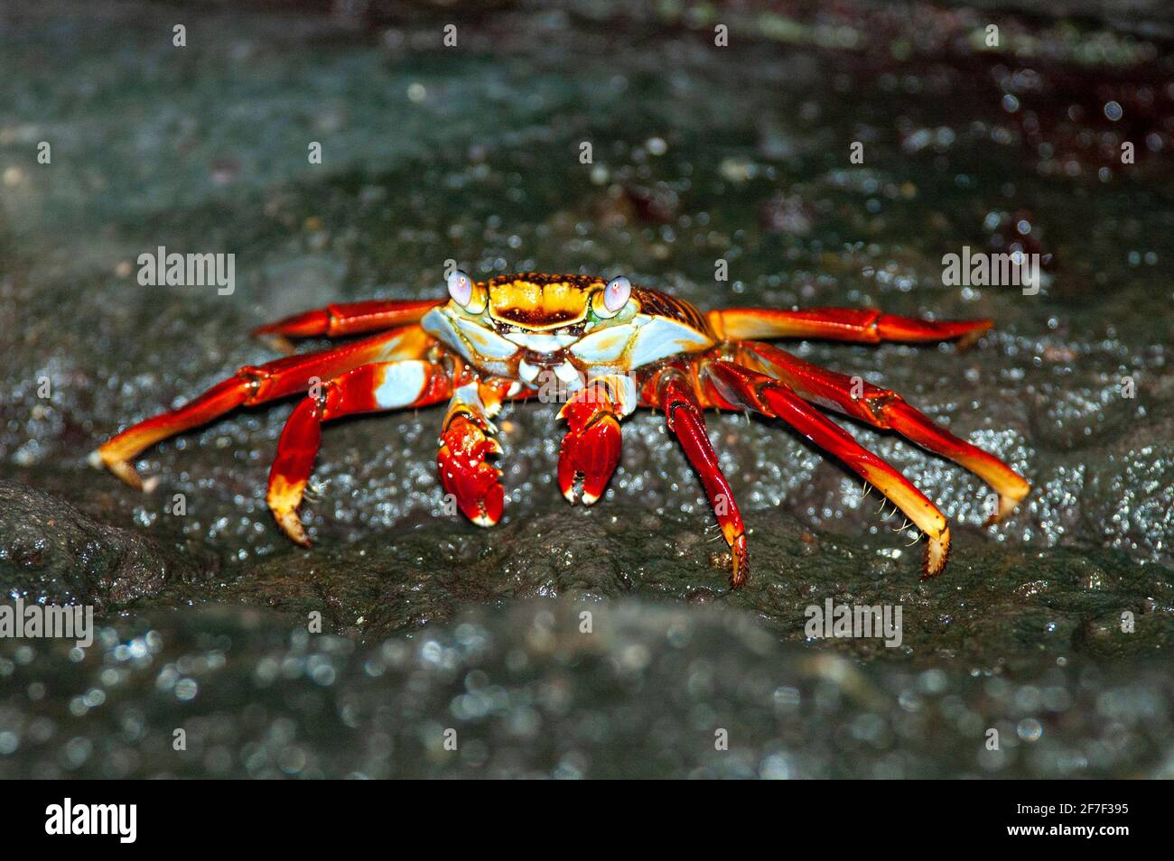 Sally lightfoot grapsus species hi-res stock photography and images - Alamy