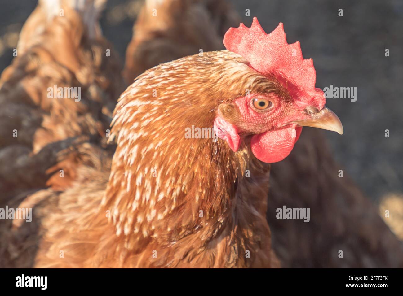 Single brown sunny chicken outdoors at bio poultry farm sun. Rural ...