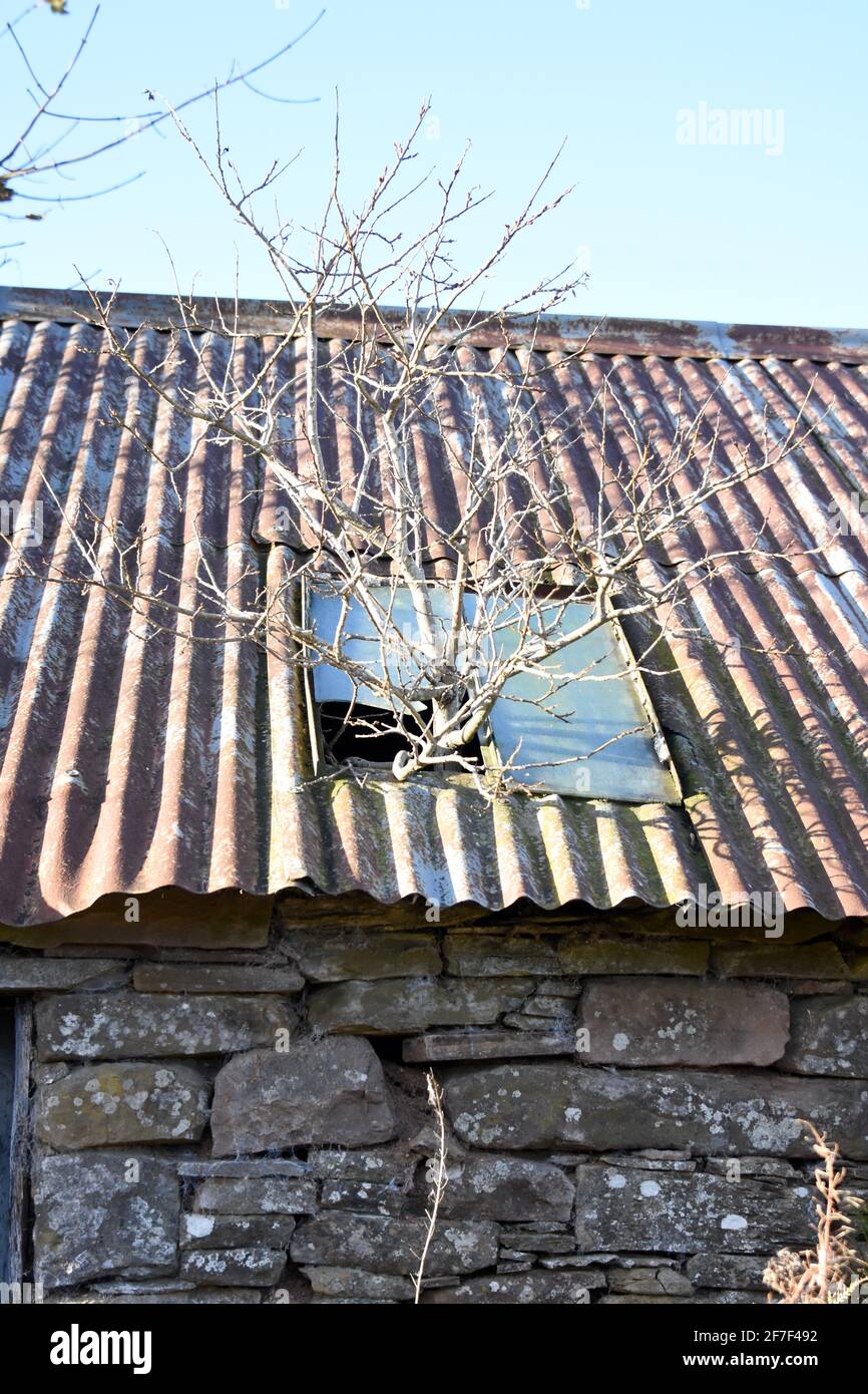 Tree growing through roof hi-res stock photography and images - Alamy