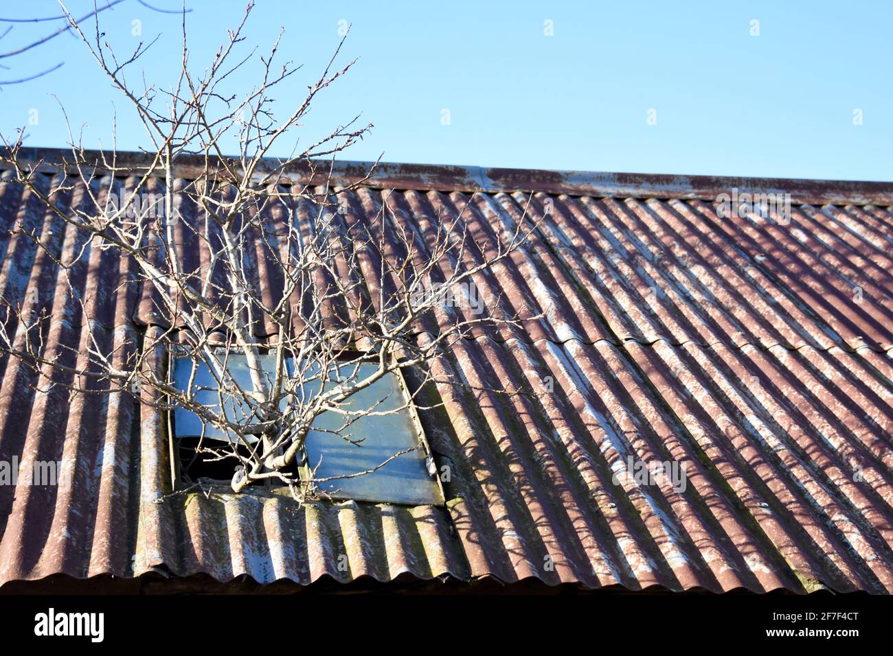 Tree growing through roof hi-res stock photography and images - Alamy