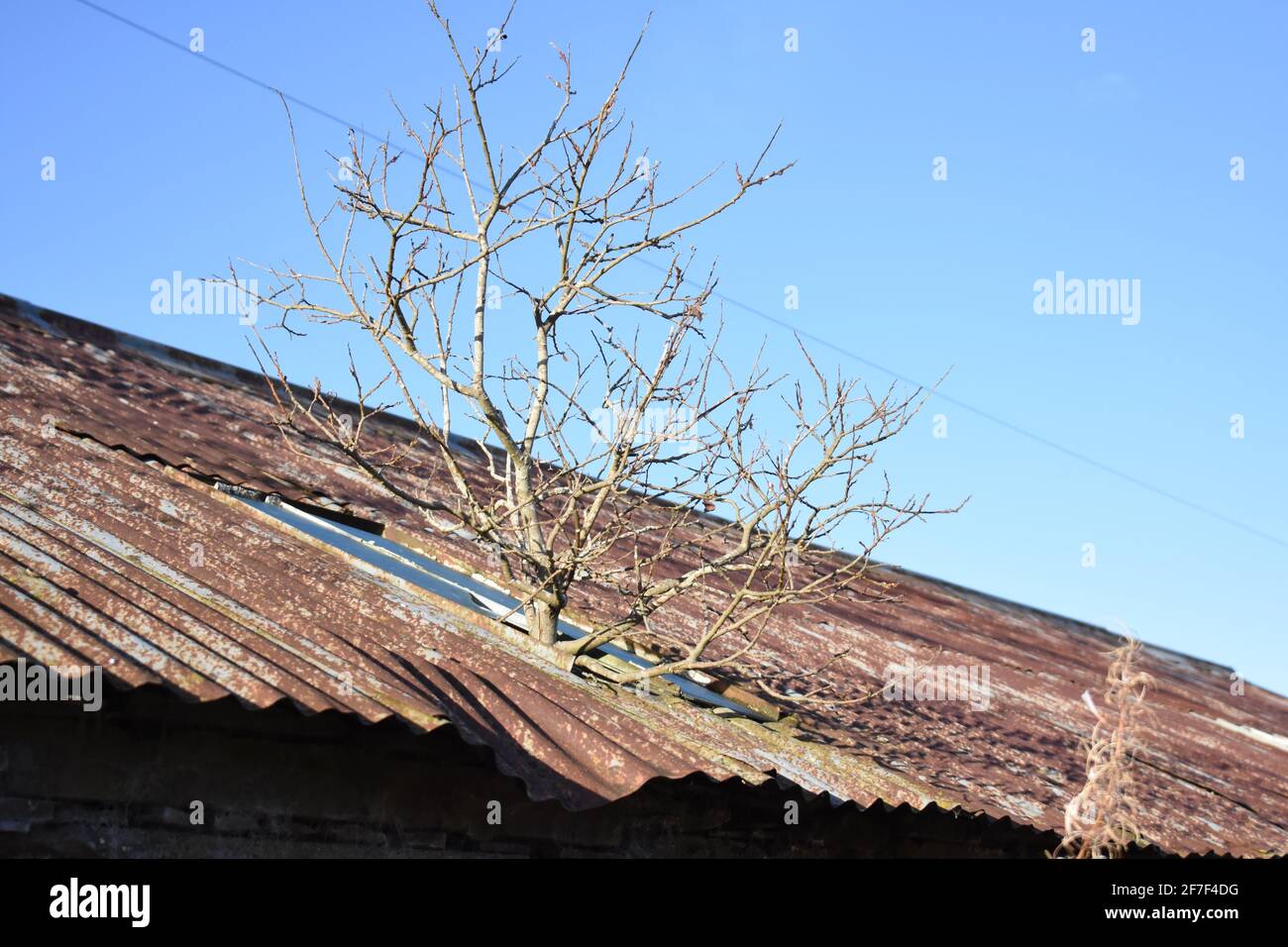 Tree growing through roof hi-res stock photography and images - Alamy