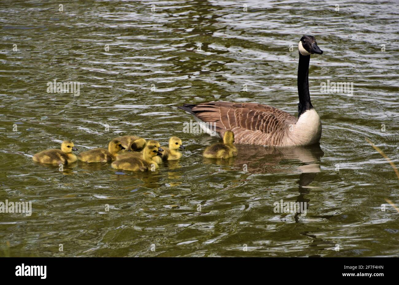 A mother Canada goose and newborn babies swimming in a park lake Stock ...