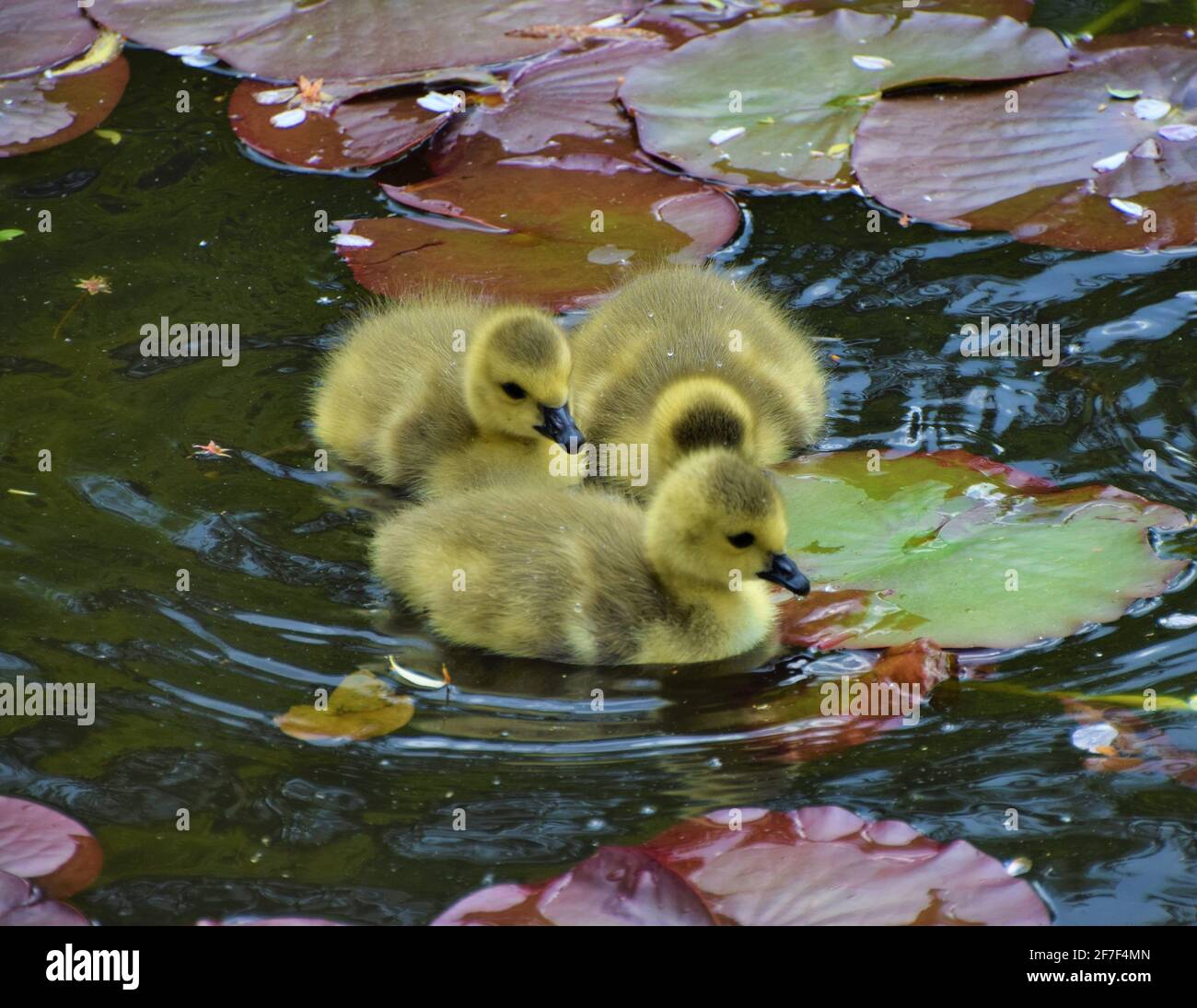 Newborn Canada goose babies in a park pond with water lily leaves Stock ...