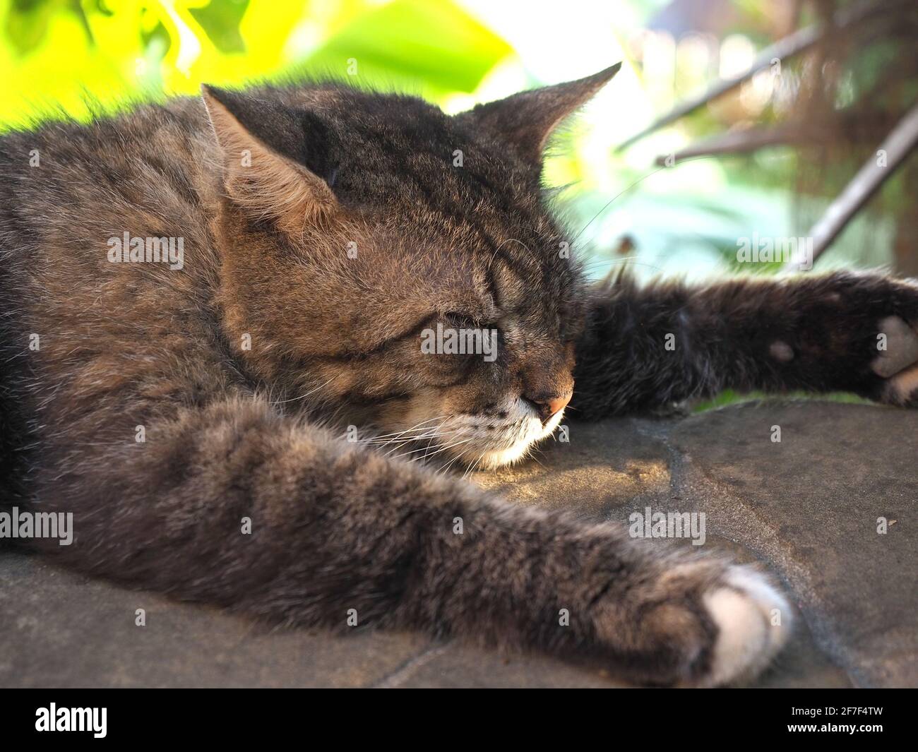 Portrait of striped mongrel cat sleeping in the shade under a bush on ...