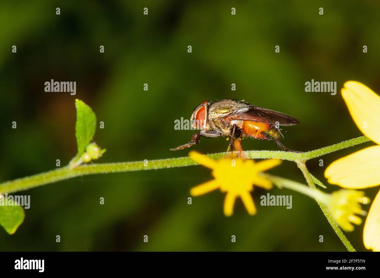 Flower flies, Stomorhina lunata, Satara, Maharashtra, India Stock Photo ...