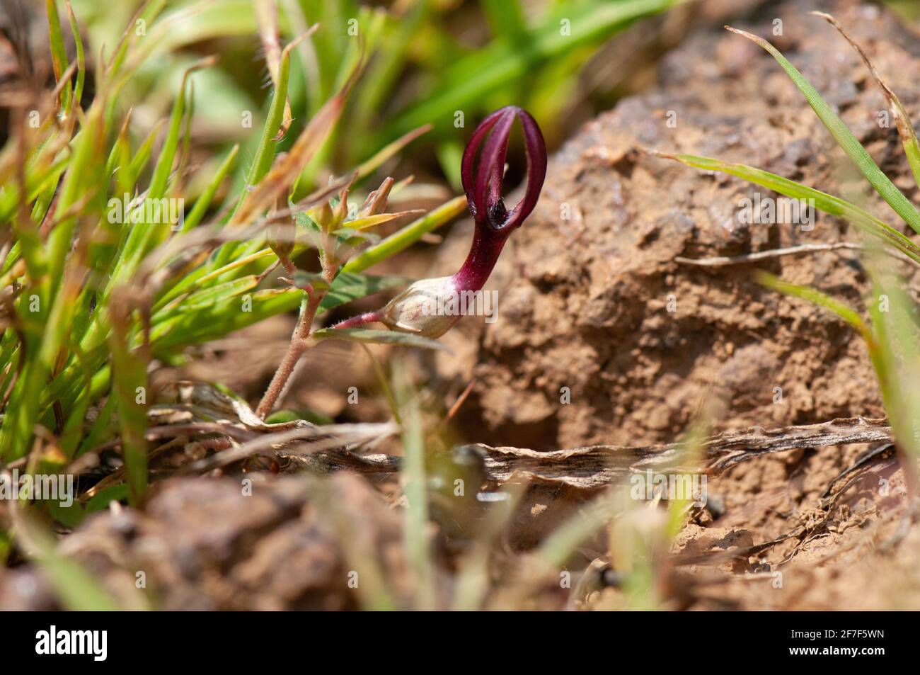 Rare bulbus flower hi-res stock photography and images - Alamy