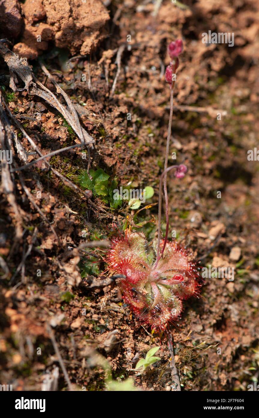 Carnivore plant, Drosera burmannii, Satara, Maharashtra, India Stock ...