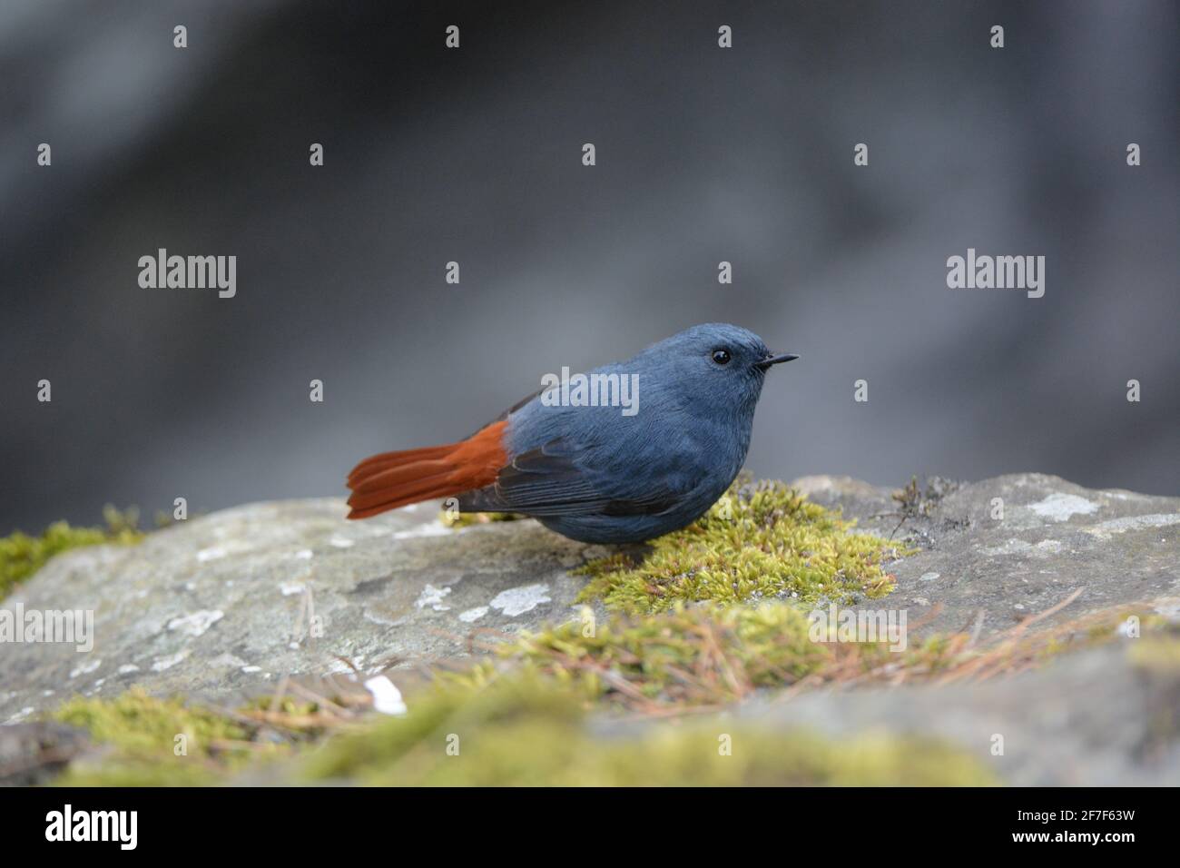 Plumbeous Water Redstart, Rhyacornis fuliginosa, Ladakh, Jammu Kashmir ...