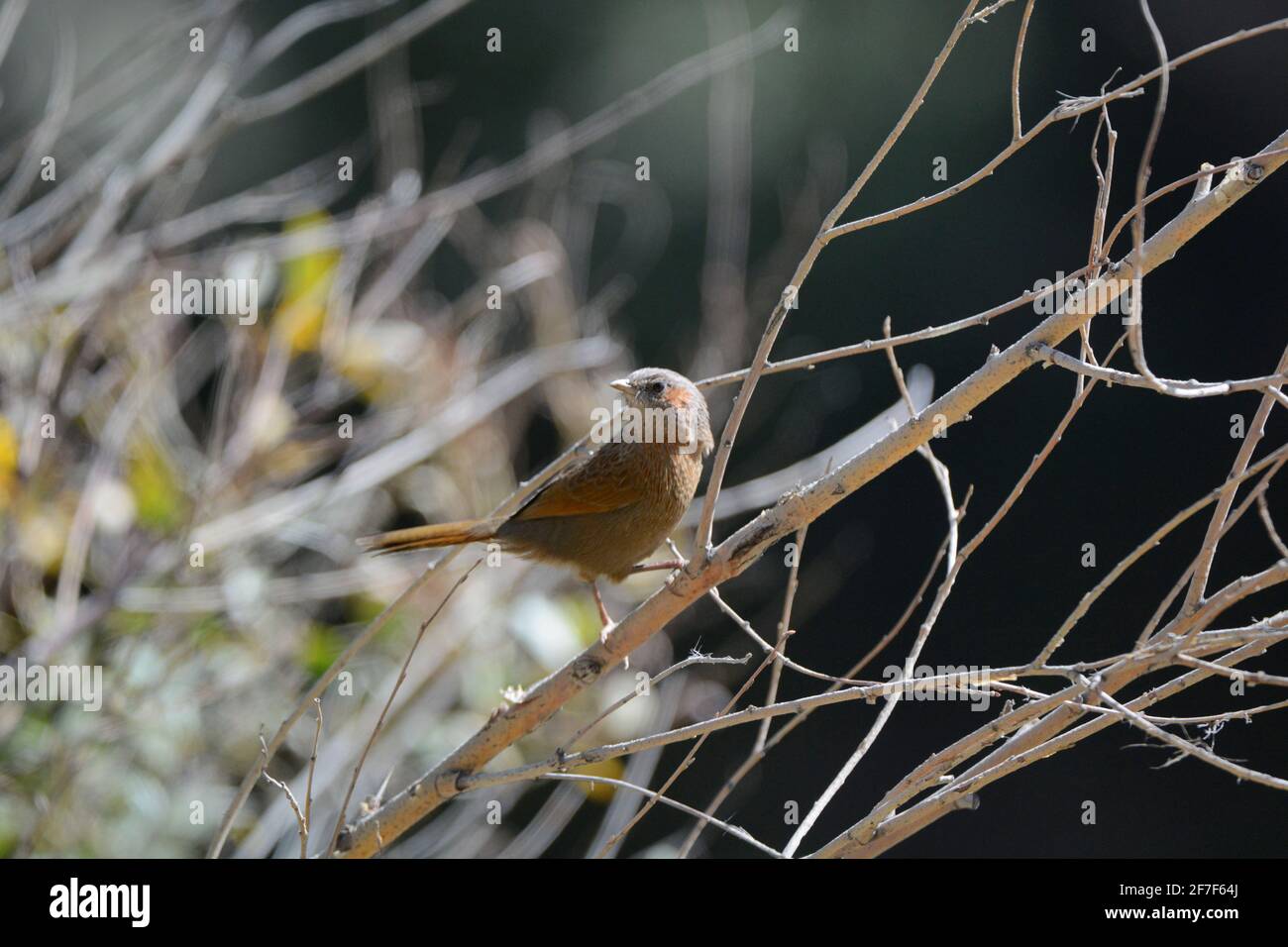 Rufous-Fronted Babbler, Stachyridopsis rufifrons, Leh, Ladakh, Jammu ...