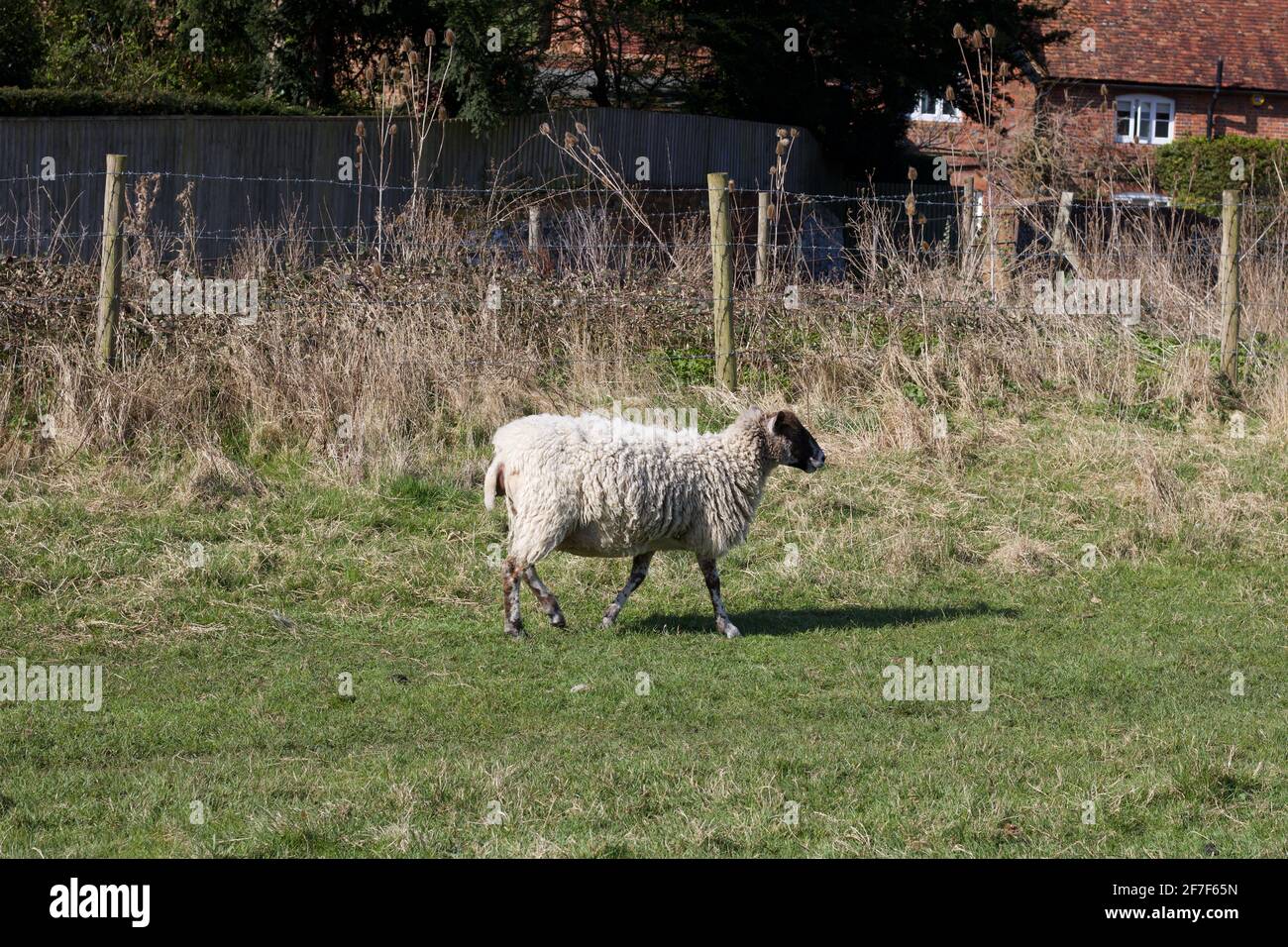 Single sheep standing in field in English countryside with copy space ...