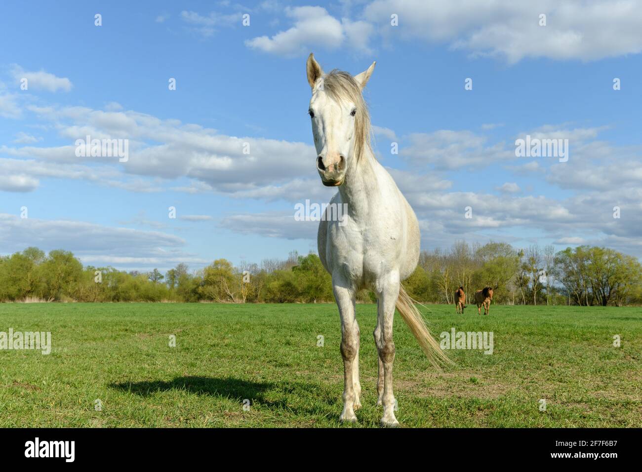 Horses running countryside hi-res stock photography and images - Alamy