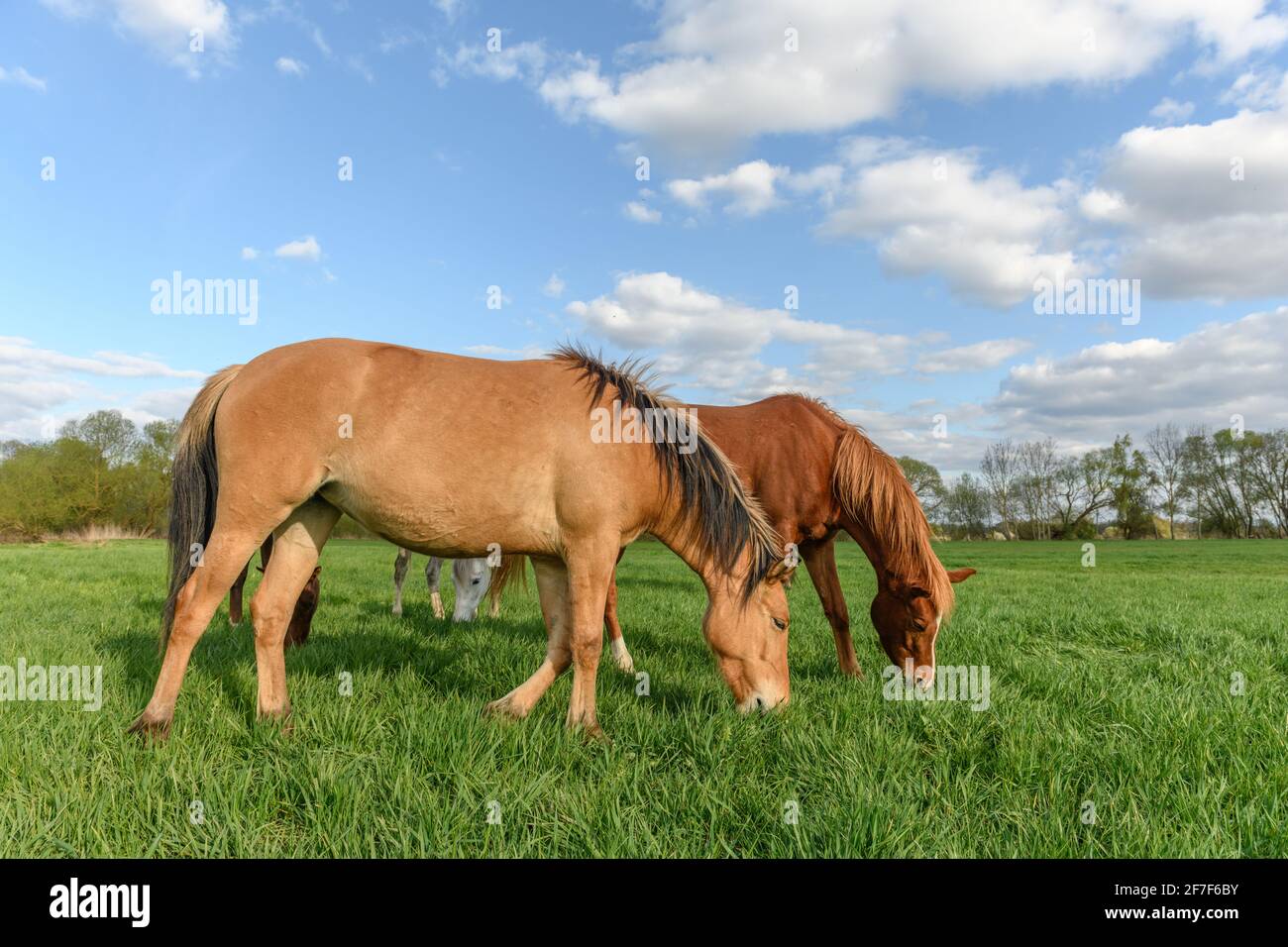 Horses in a pasture in spring in France Stock Photo - Alamy