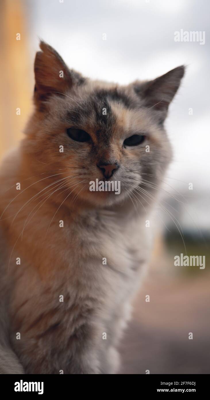 A close up to a cat in the backyard Stock Photo - Alamy