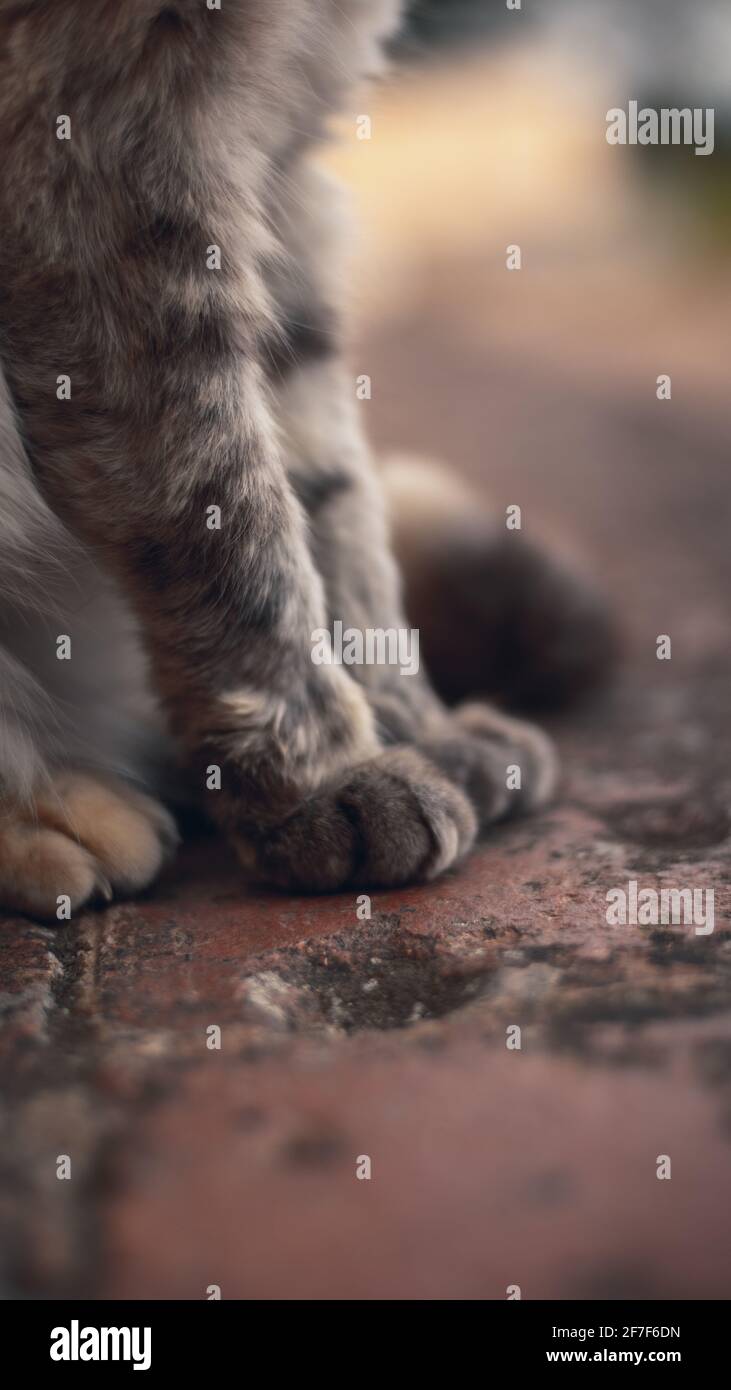 A close up to a cat's legs Stock Photo - Alamy