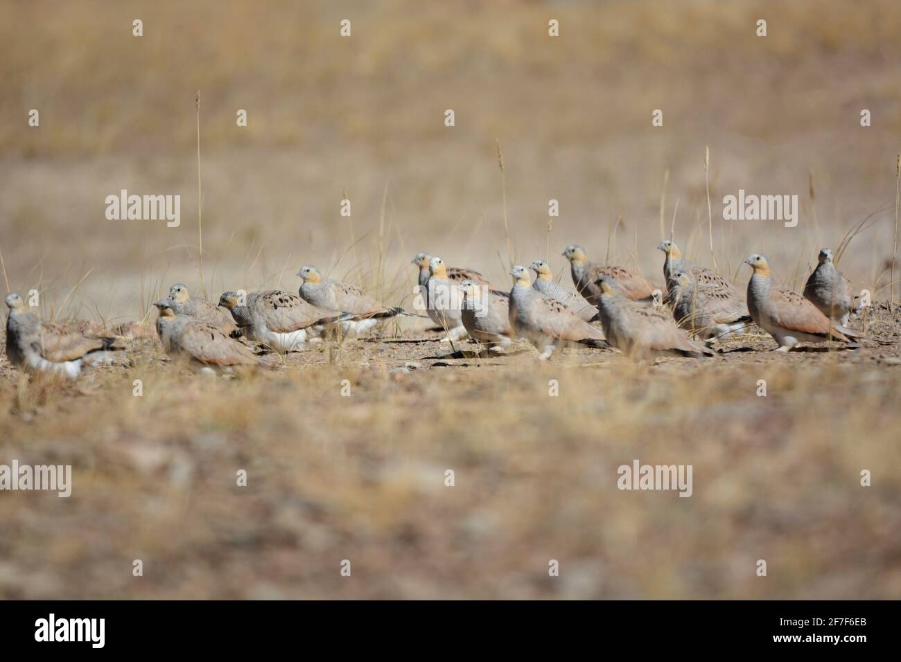 Spotted Sandgrouse, Pterocles senegallus, Ladakh, Jammu Kashmir, India ...