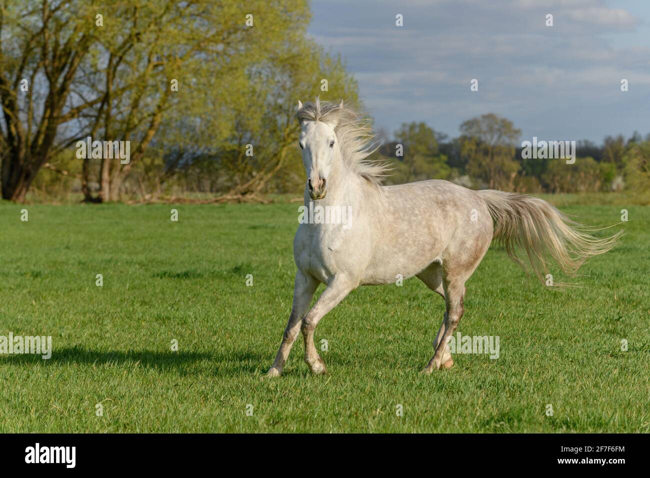Horses in a pasture in spring in France Stock Photo - Alamy