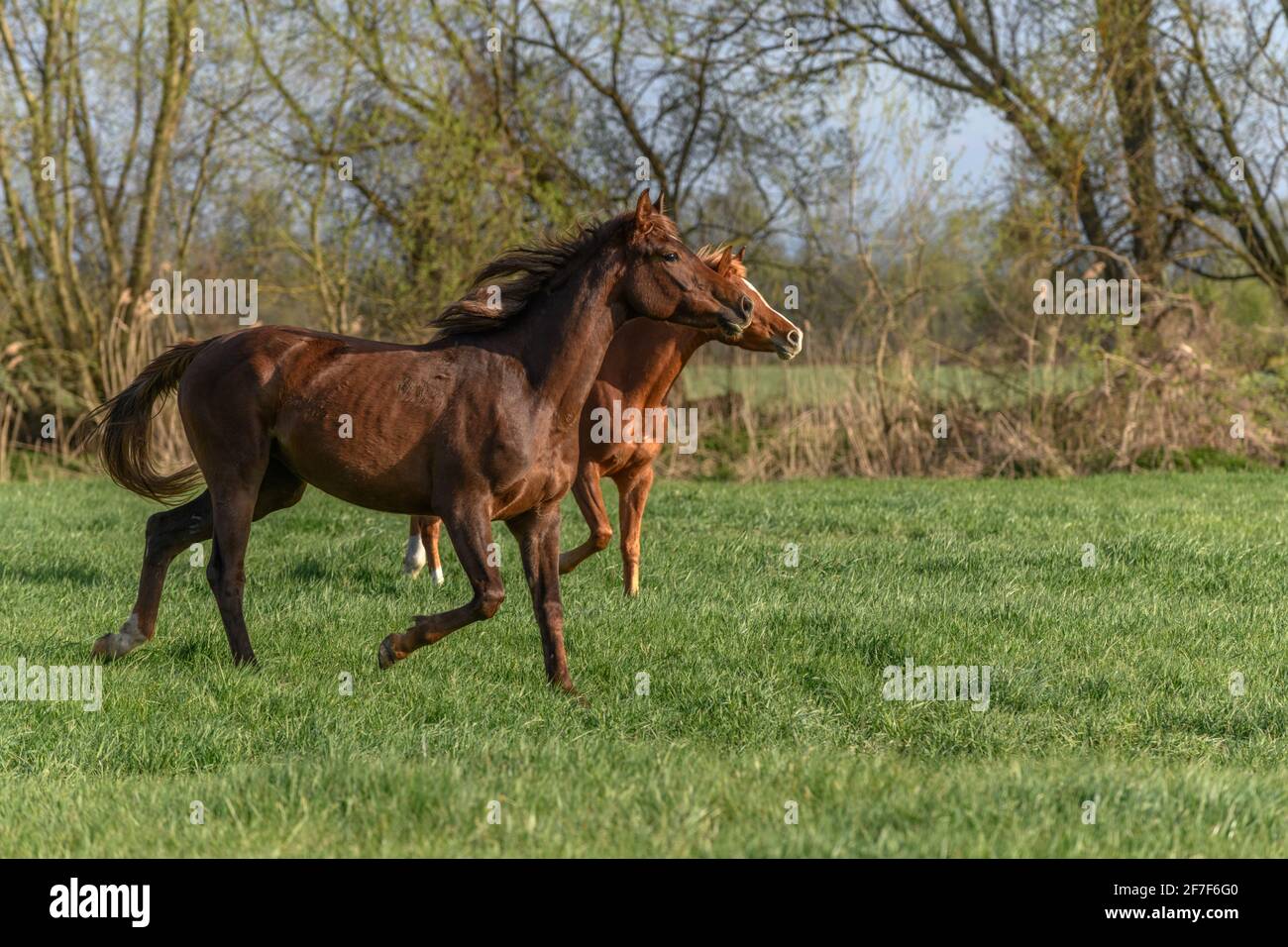Horses in a pasture in spring in France Stock Photo - Alamy