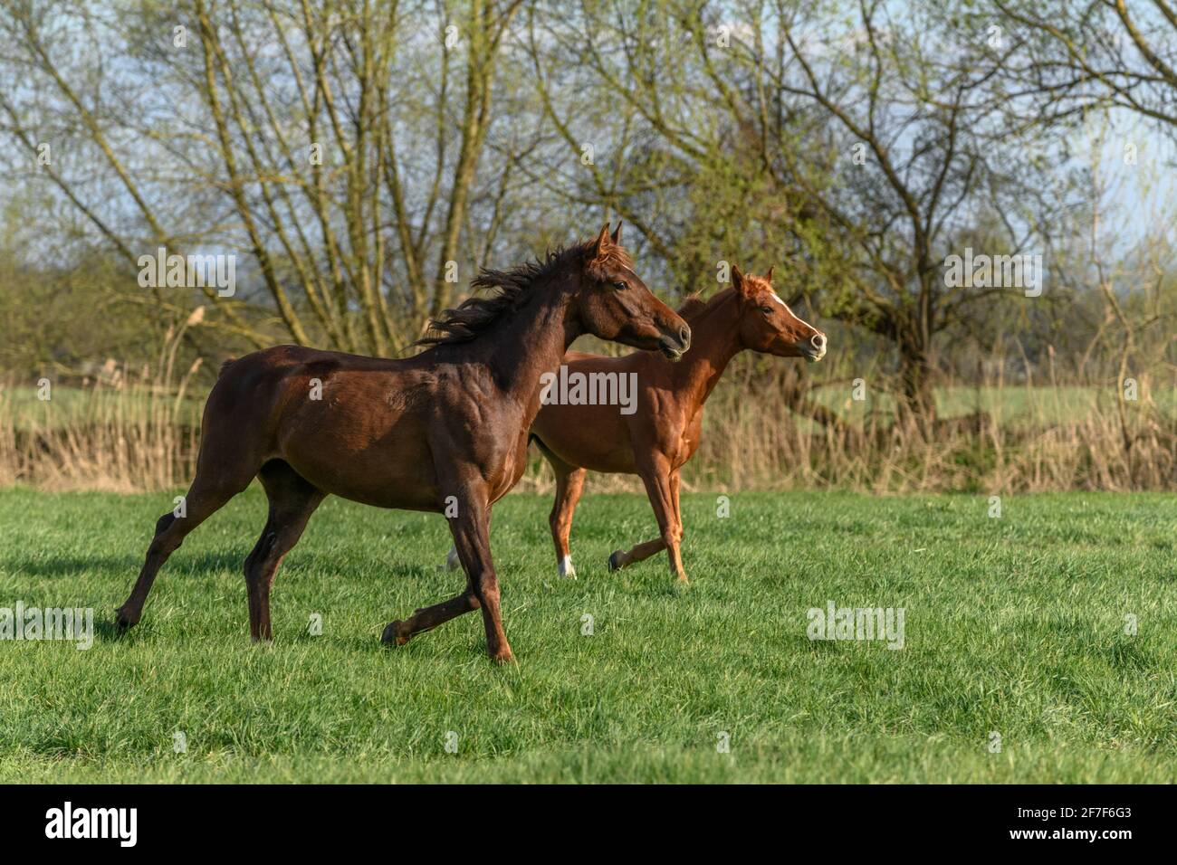 Horses in a pasture in spring in France Stock Photo - Alamy