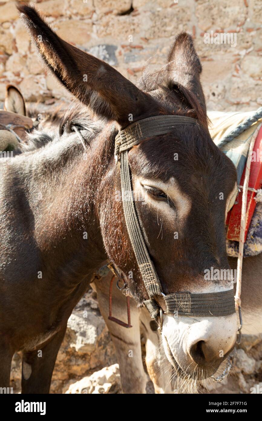 Donkey in Lindos on the island of Rhodes in Greece. The animals are ...