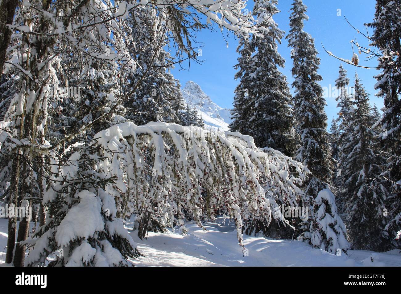 Snow laded tree hi-res stock photography and images - Alamy