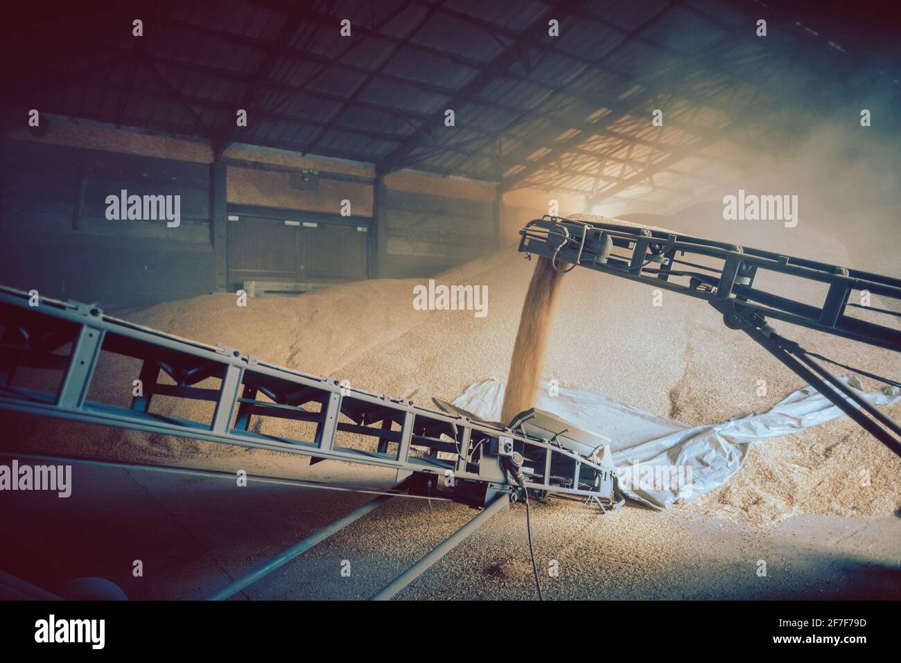 Grain being transported on conveyor belt to the granary Stock Photo - Alamy