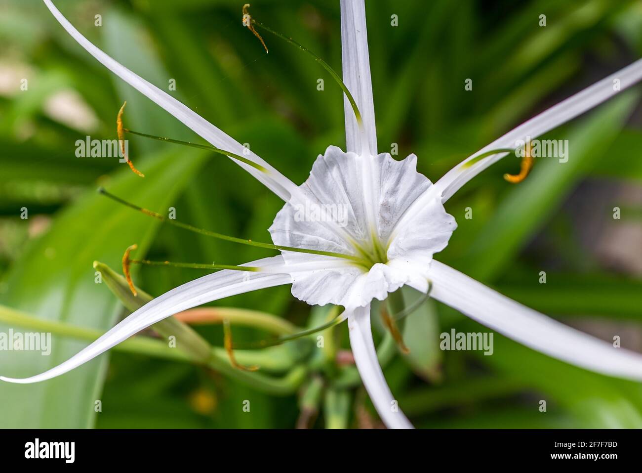 Exotic beauty of nature hi-res stock photography and images - Alamy