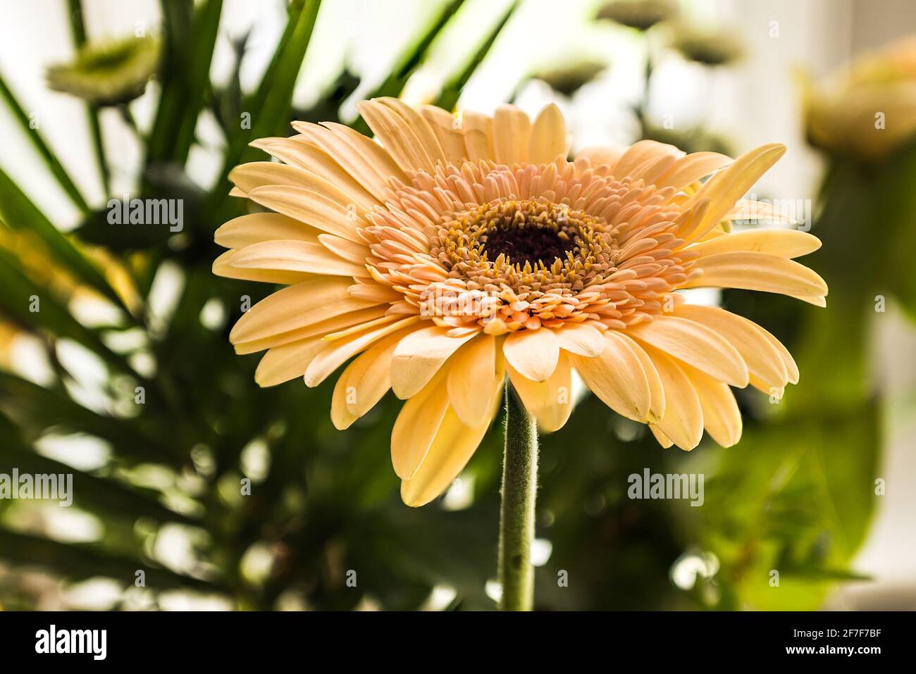 orange gerber daisy Stock Photo - Alamy