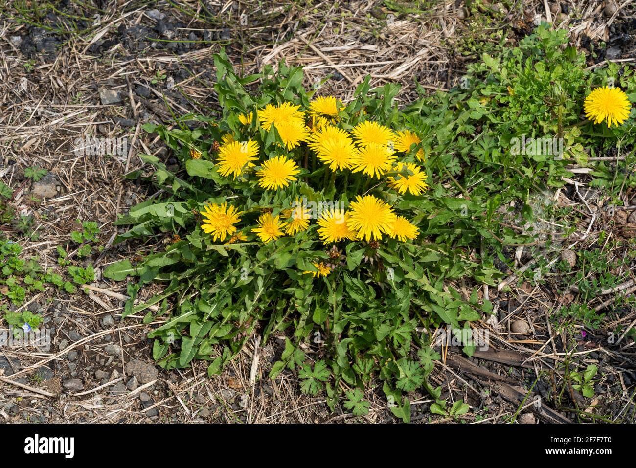 Dandelions (Taraxacum), Isehara City, Kanagawa Prefecture, Japan Stock ...