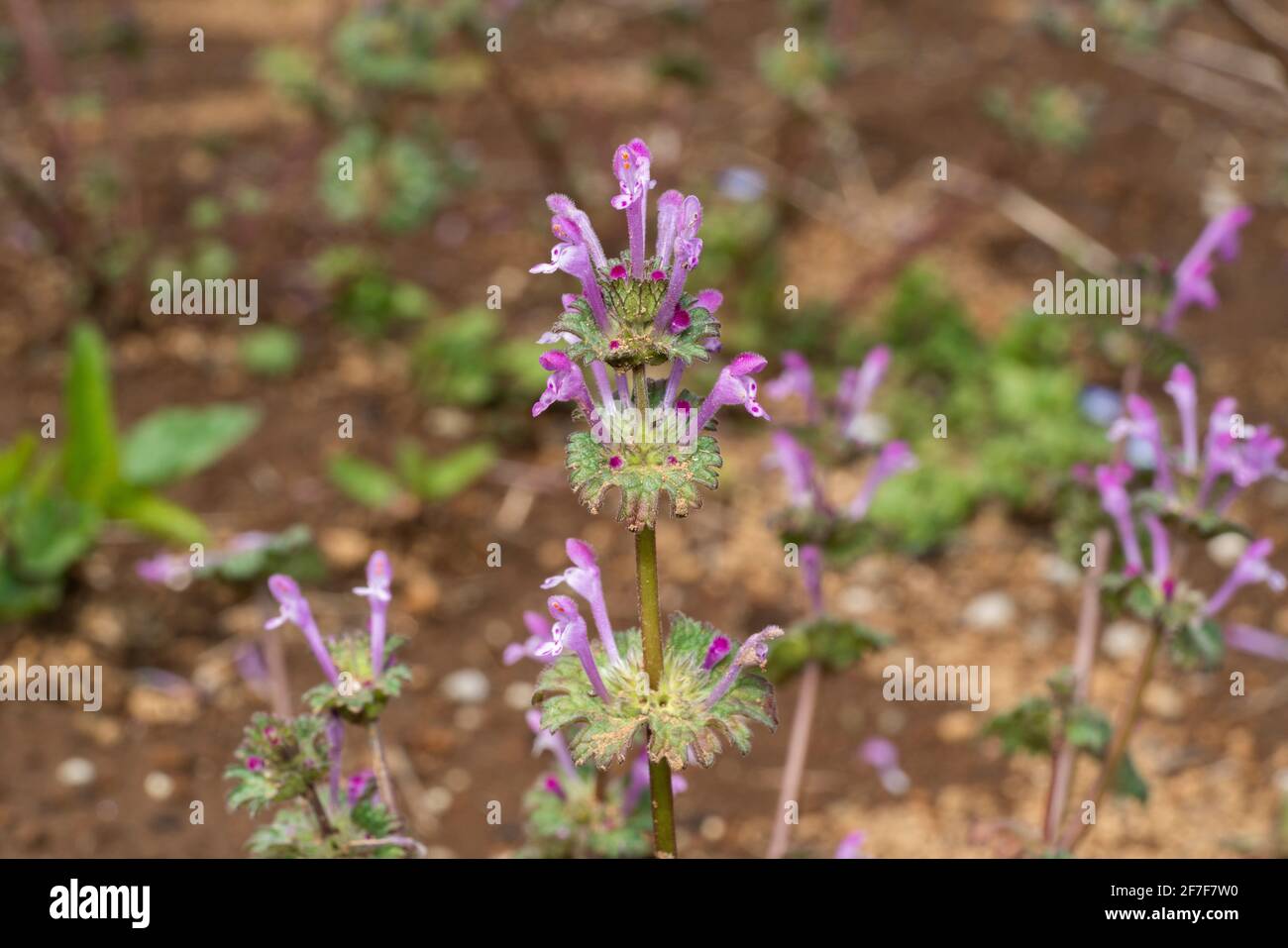 Common henbit (Lamium amplexicaule), Isehara City, Kanagawa Prefecture ...