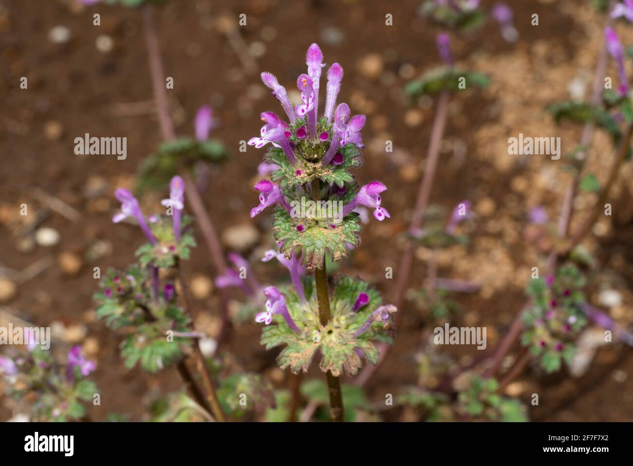 Common henbit (Lamium amplexicaule), Isehara City, Kanagawa Prefecture ...