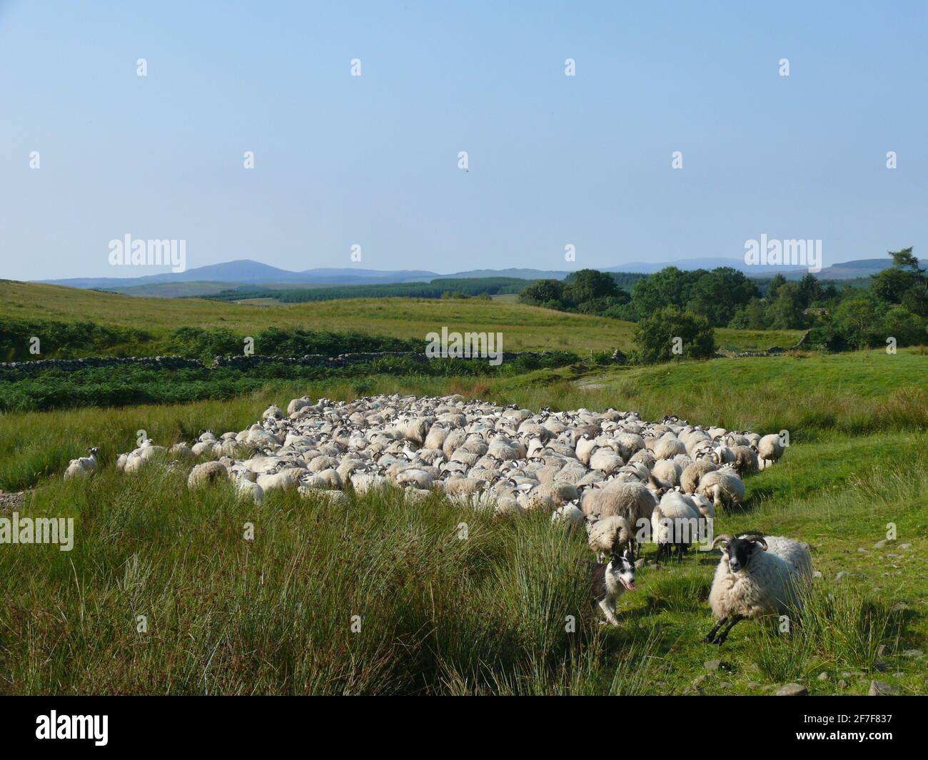Scottish Blackface Sheep Stock Photo - Alamy