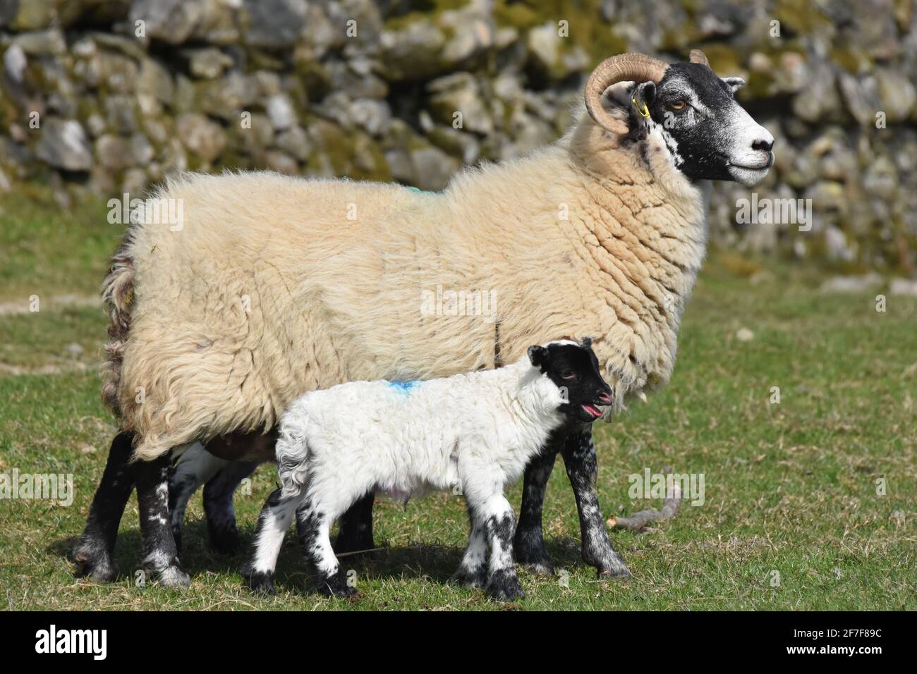 Scottish Blackface Sheep Stock Photo - Alamy