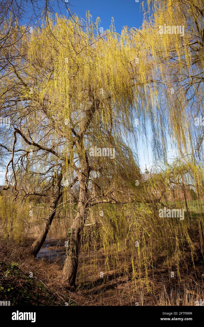 Trauerweiden salix babylonica hi-res stock photography and images - Alamy