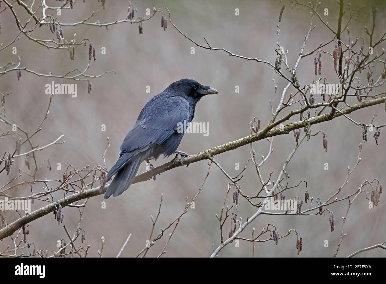 Dean crow hi-res stock photography and images - Alamy